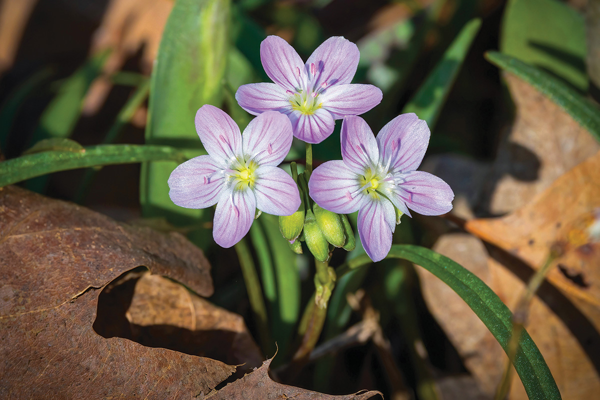 Endowment - Preservation Foundation - Photo Galleries | Lake County ...