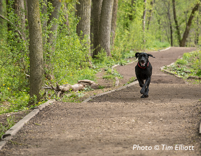Off-Leash Dog Areas - Off-Leash Dog Areas - Photo Galleries | Lake ...
