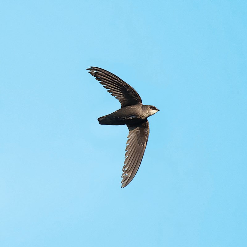 Birdwatching - Recreation Activities | Lake County Forest Preserves