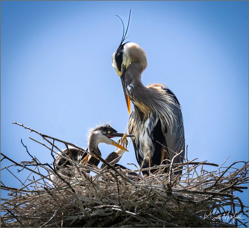 Exploring the Forest Preserves’ Newest Additions | Lake County Forest ...